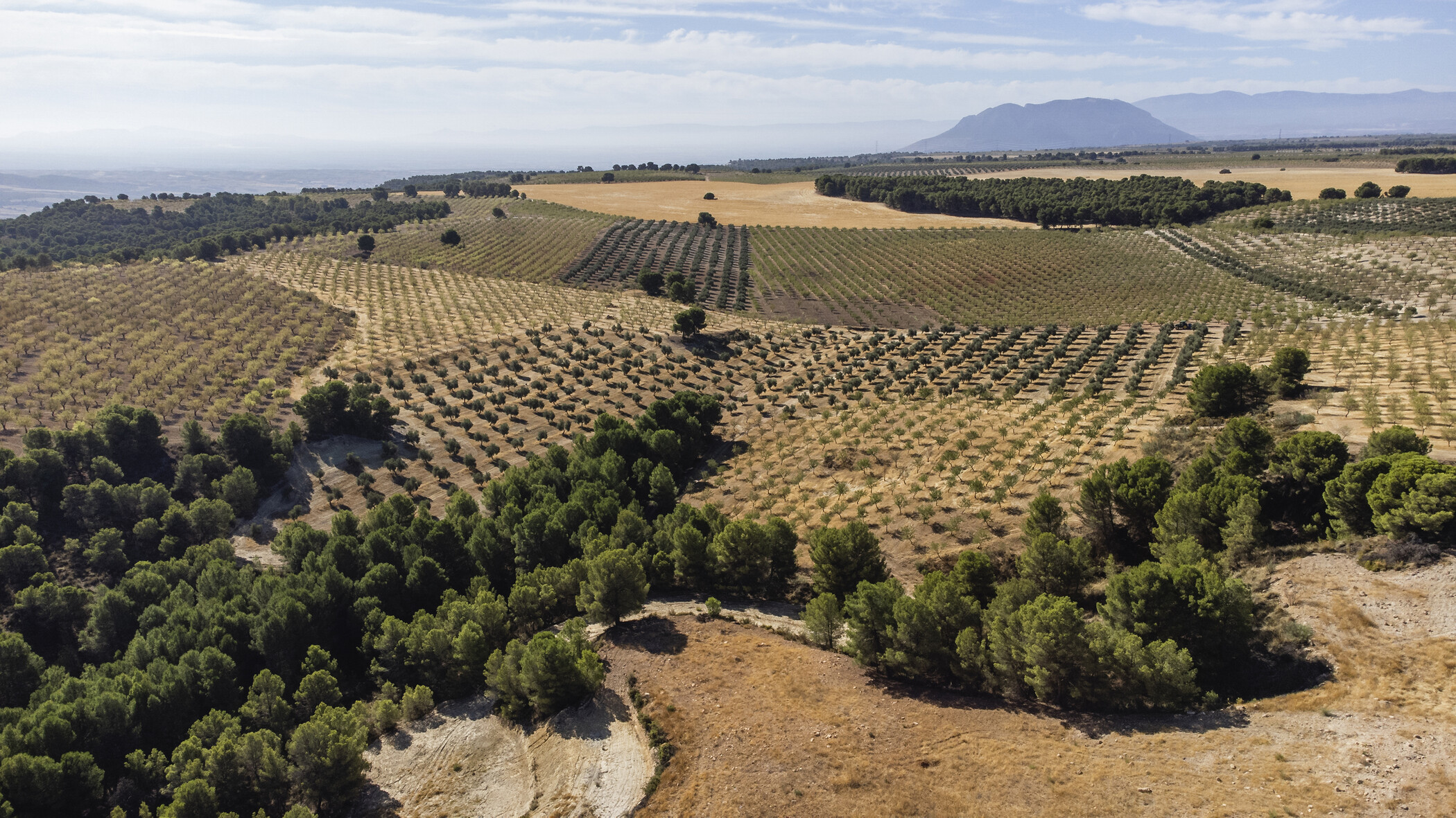 Regenerative future in the Altiplano Estepario | COmON Foundation