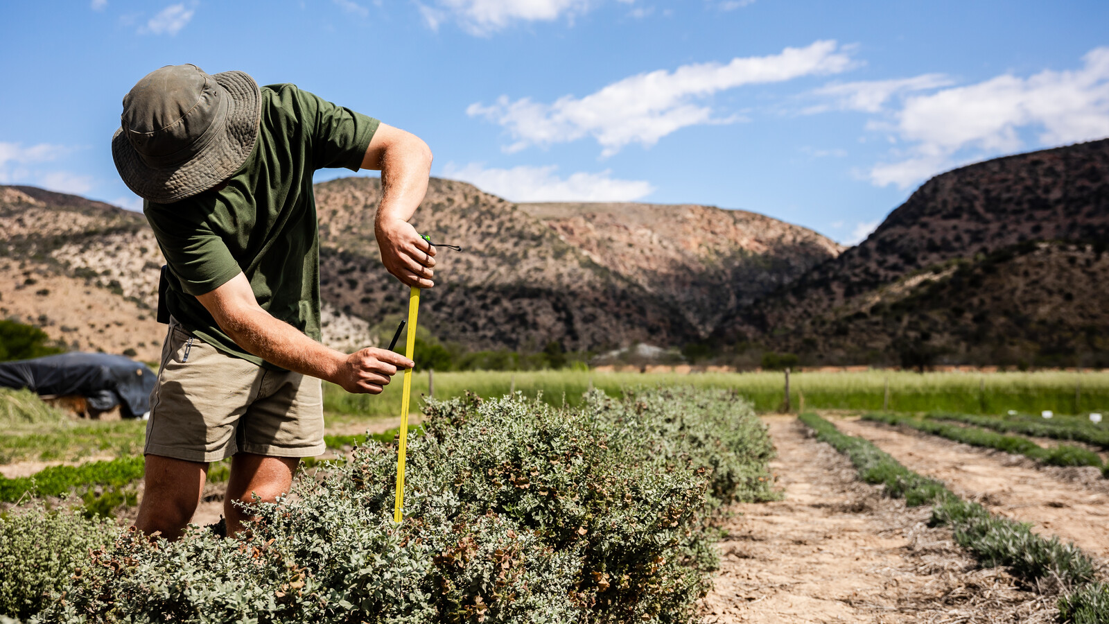 Landscape regeneration Baviaanskloof and Langkloof | COmON Foundation