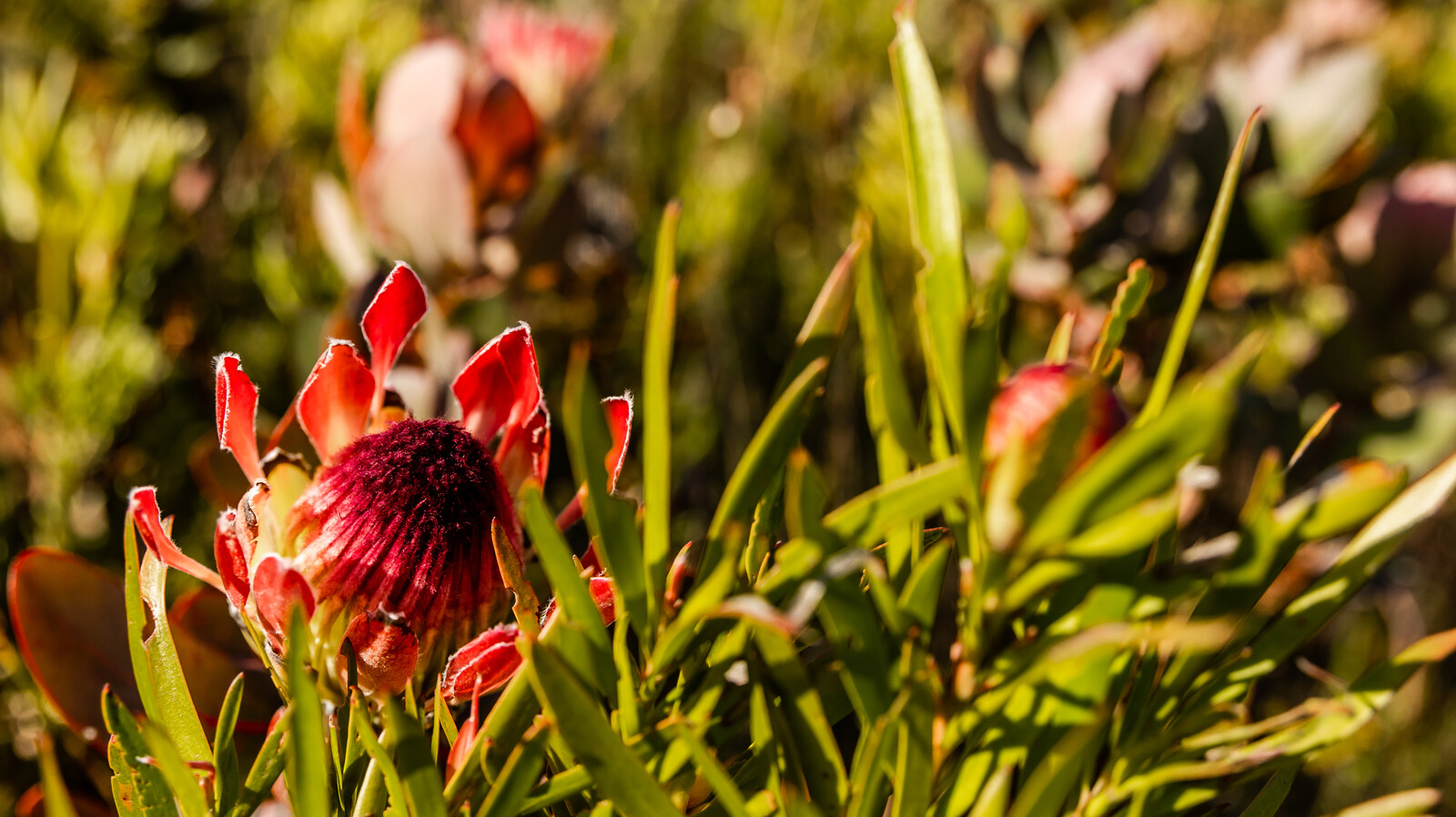 Landscape regeneration Baviaanskloof and Langkloof | COmON Foundation