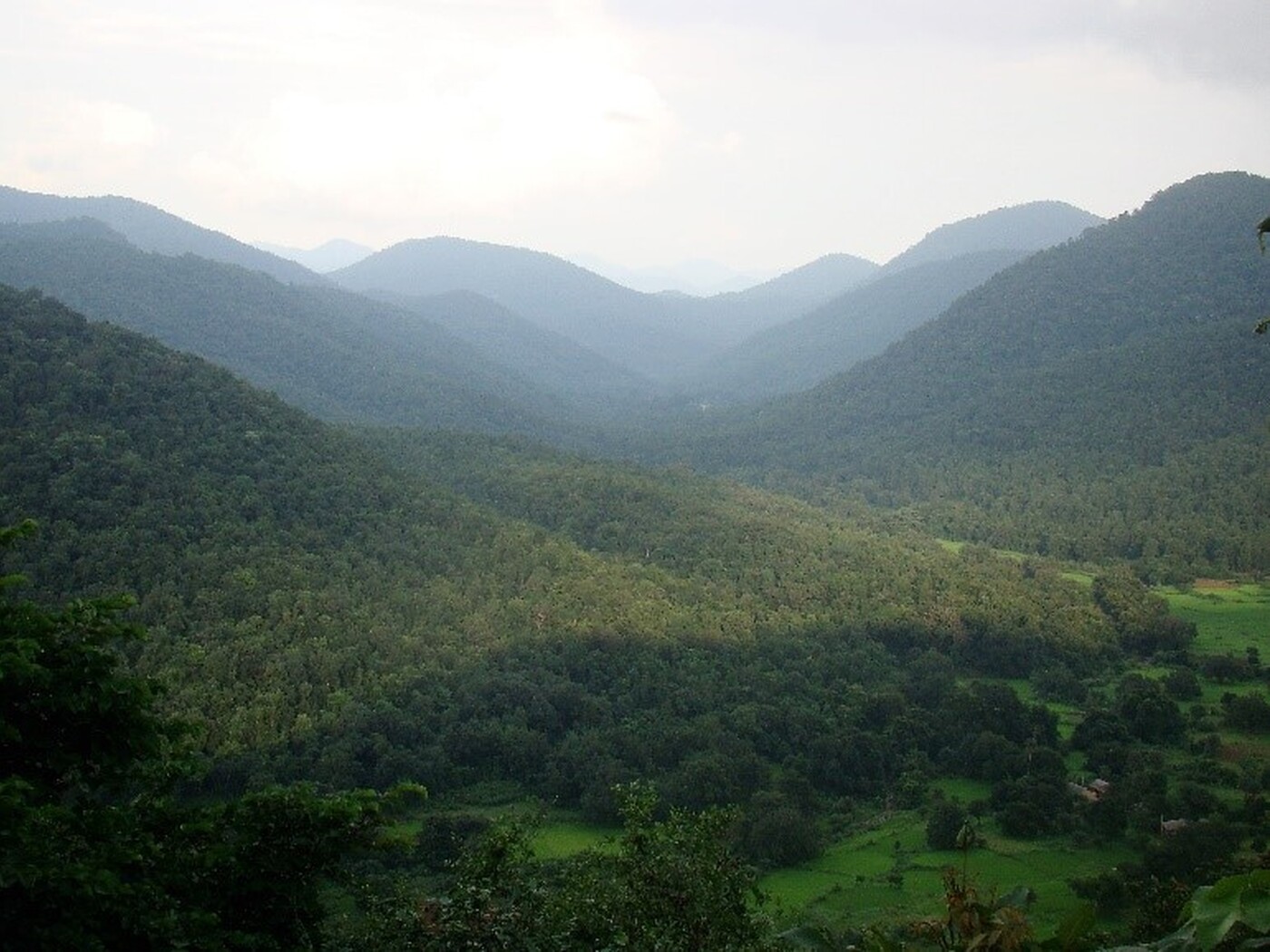 Reforestation Accelerator | COmON Foundation